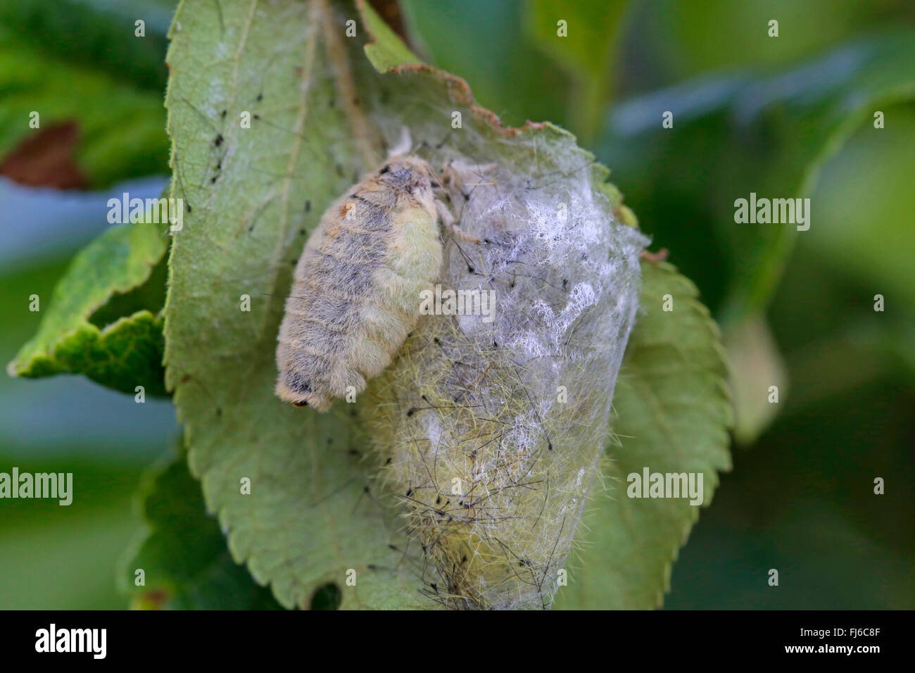 Rusty Tussock Moth, Vapourer Moth (Orgya antiqua), just hatched ...