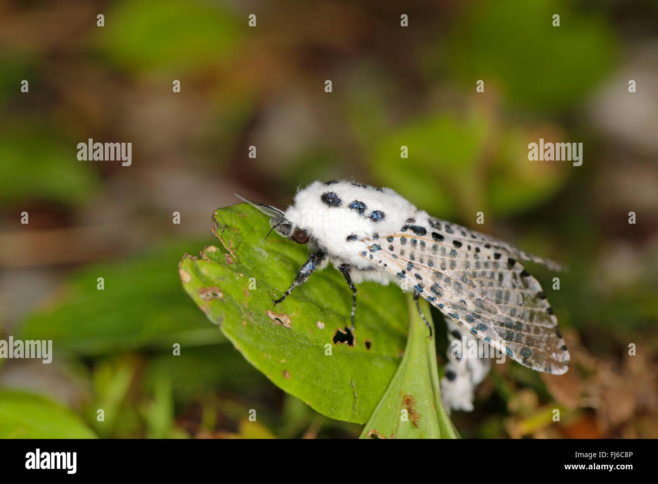 Leopard moth hi-res stock photography and images - Alamy