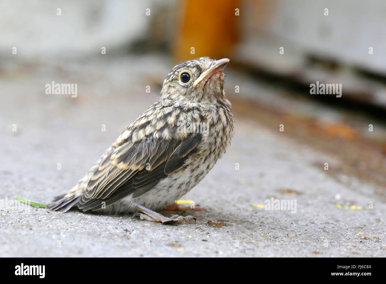 spotted flycatcher (Muscicapa striata), fledges squeaker, Germany ...