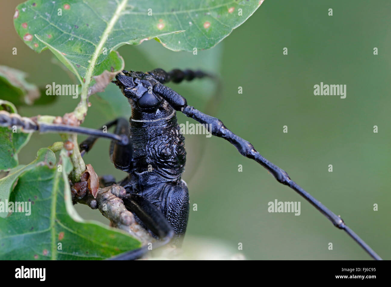 great capricorn beetle, oak cerambyx (Cerambyx cerdo), sitting on an ...