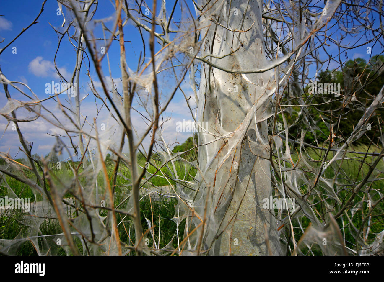 Bird-cherry Ermine (Yponomeuta evonymella, Yponomeuta padi), tree in ...