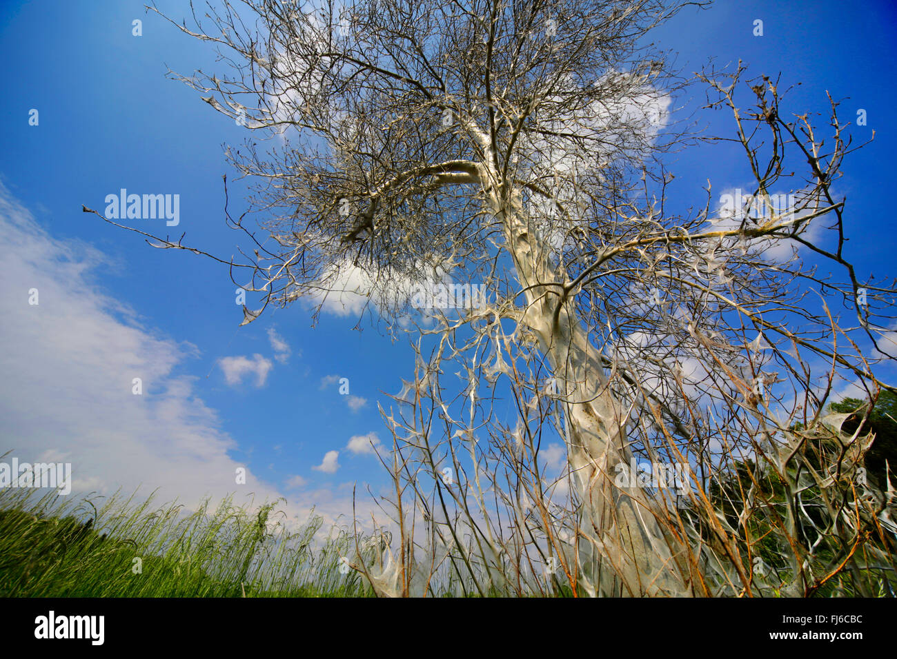Bird-cherry Ermine (Yponomeuta evonymella, Yponomeuta padi), tree in ...