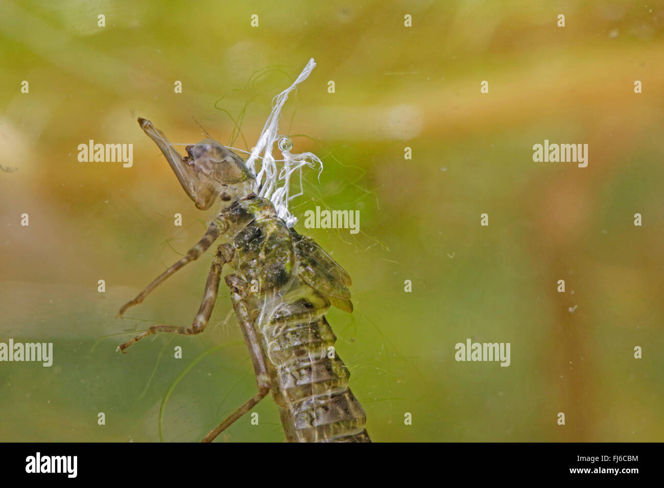 blue-green darner, southern aeshna, southern hawker (Aeshna cyanea ...
