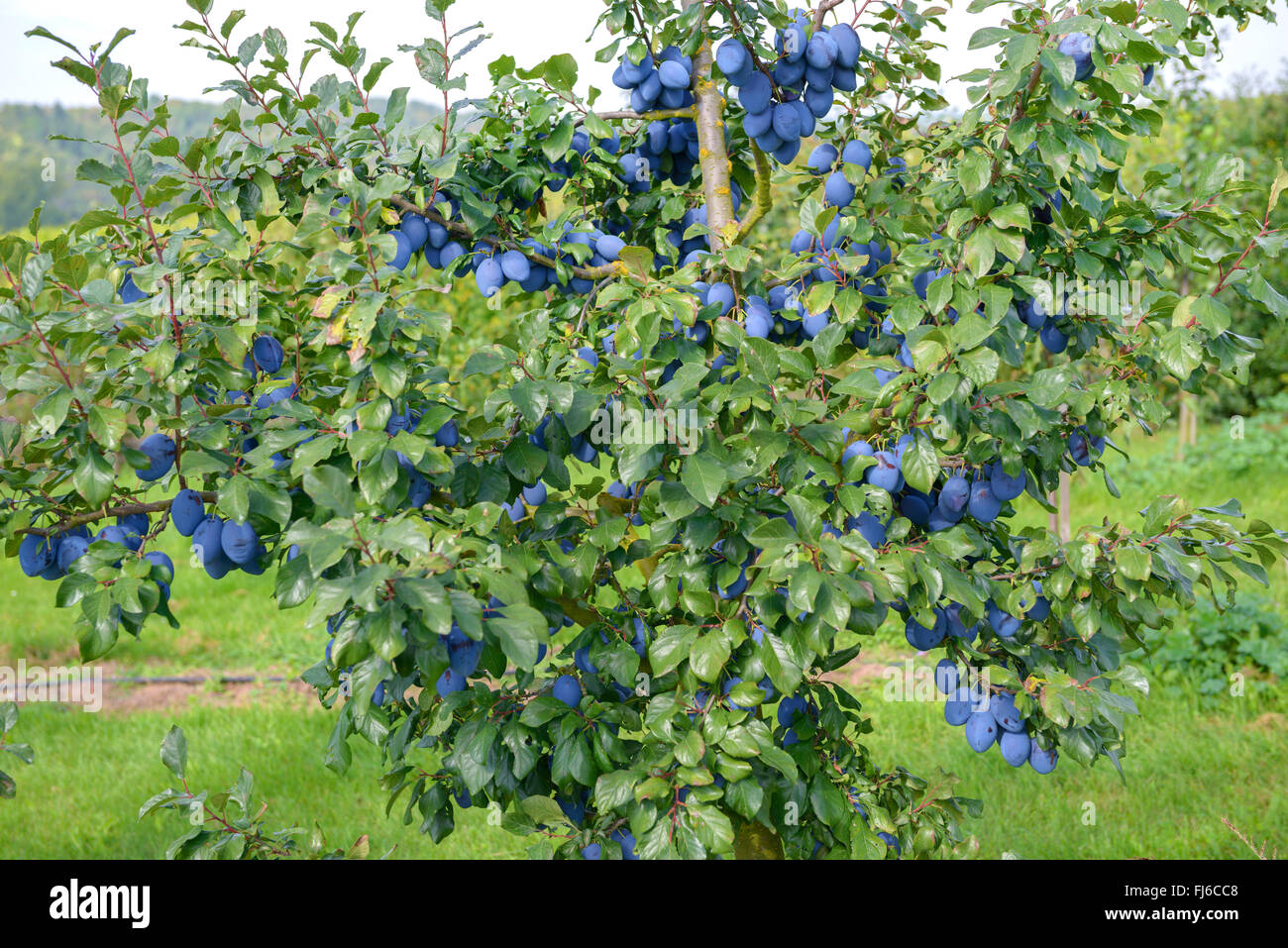 European plum (Prunus domestica 'Topend Plus', Prunus domestica Topend ...