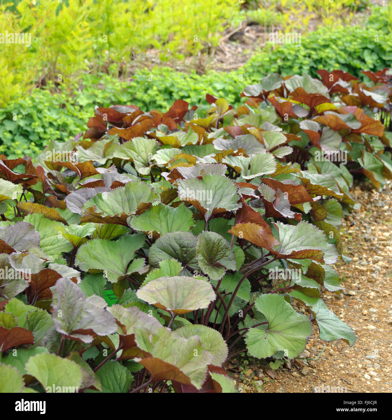 Orange Ligularia, Summer ragwort, Golden Groundsel (Ligularia dentata ...