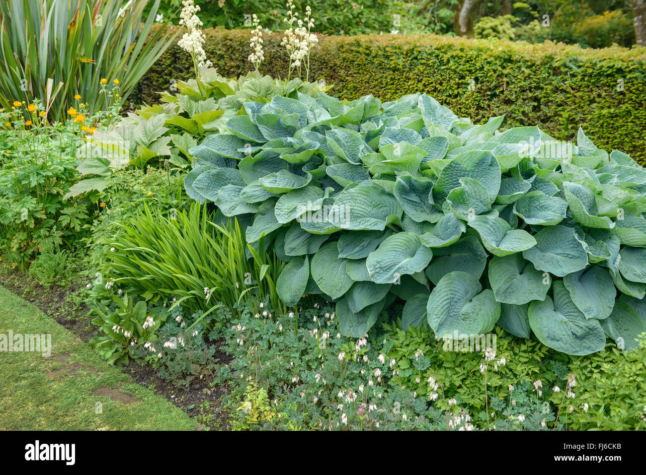 Plantain lily (Hosta sieboldiana 'Elegans', Hosta sieboldiana Elegans ...