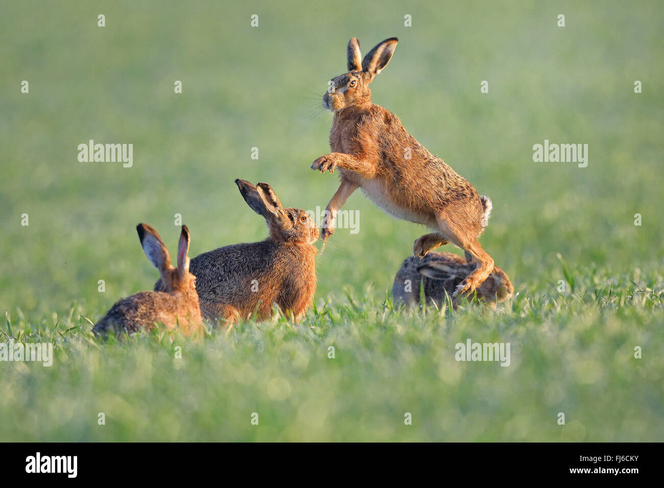 European hare, Brown hare (Lepus europaeus), males in fight during the ...