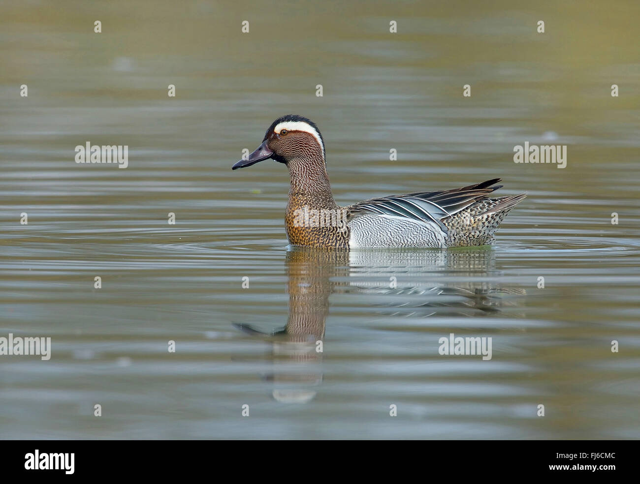 Male garganeys hi-res stock photography and images - Alamy
