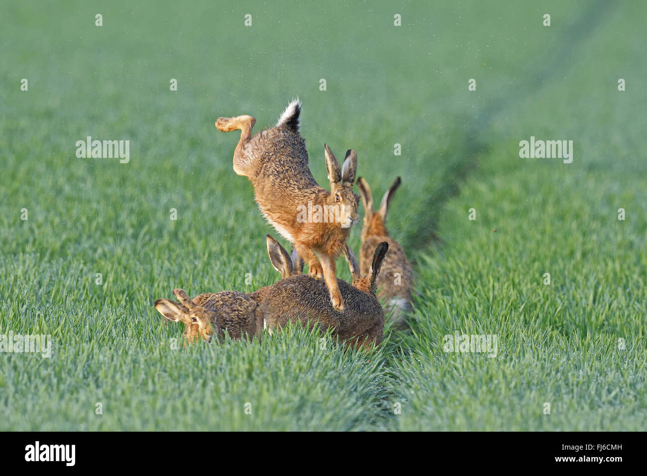 European hare, Brown hare (Lepus europaeus), males in fight during the ...
