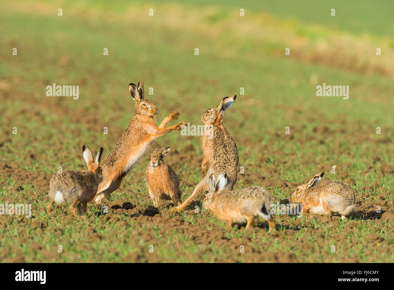 Hare in motion hi-res stock photography and images - Alamy