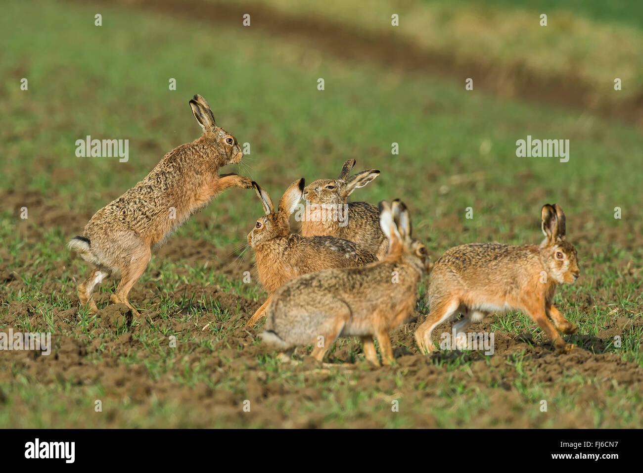 Hares in mating hi-res stock photography and images - Alamy