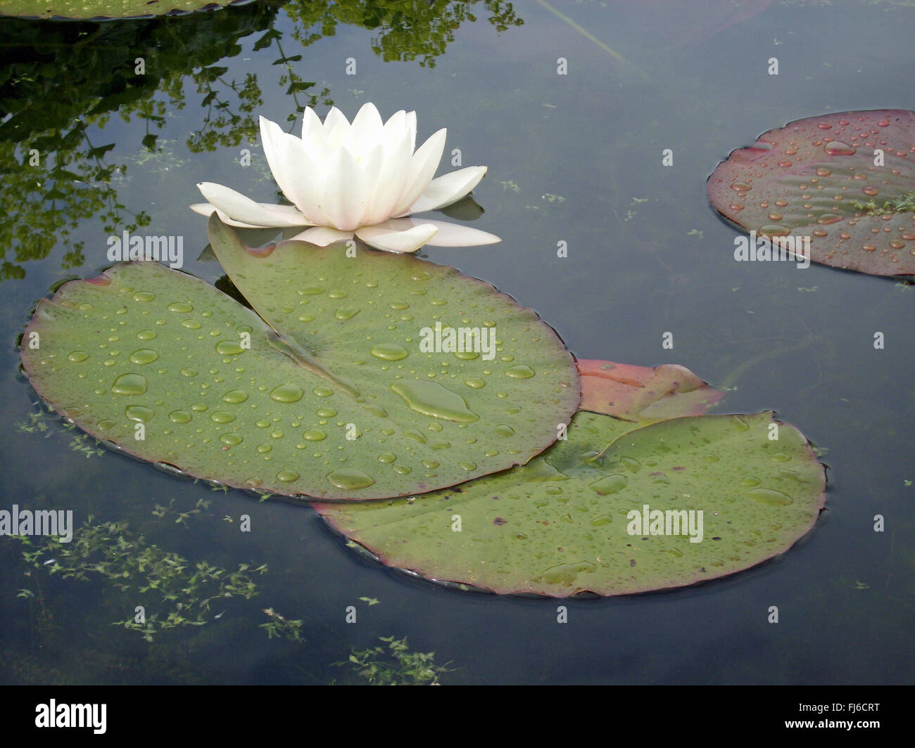 Nymphaea leaves hi-res stock photography and images - Alamy