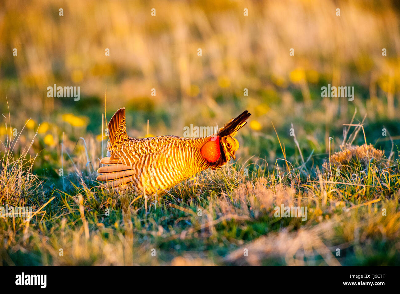 Lesser prairie chicken hi-res stock photography and images - Alamy