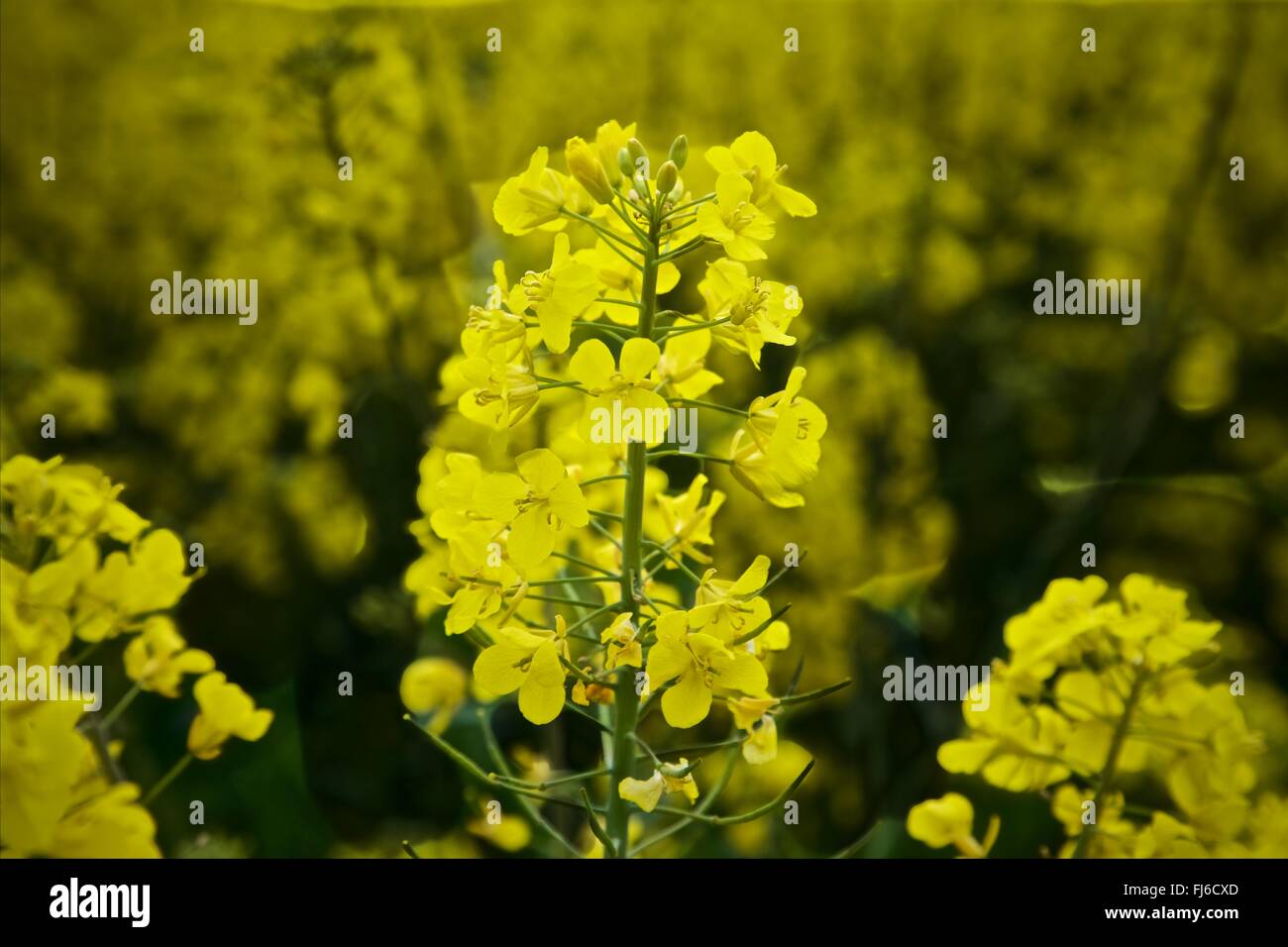 Rapeseed plant hi-res stock photography and images - Alamy