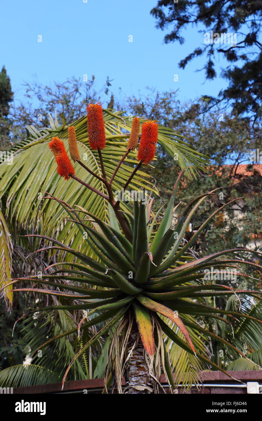 Magic aloe vera from type hi-res stock photography and images - Alamy