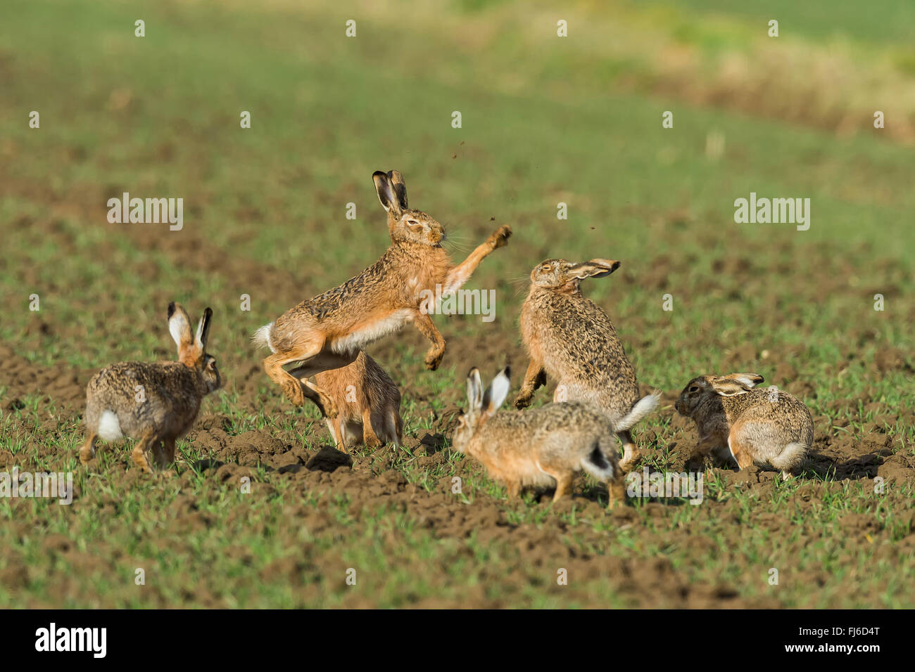 European hare, Brown hare (Lepus europaeus), males in fight during the ...