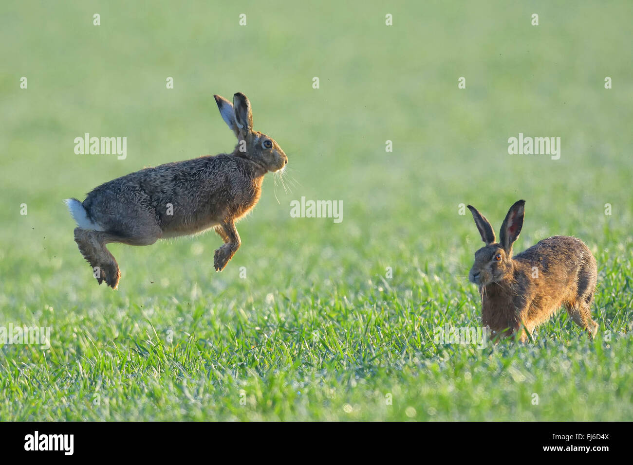 Two european hares jumping lepus hi-res stock photography and images ...