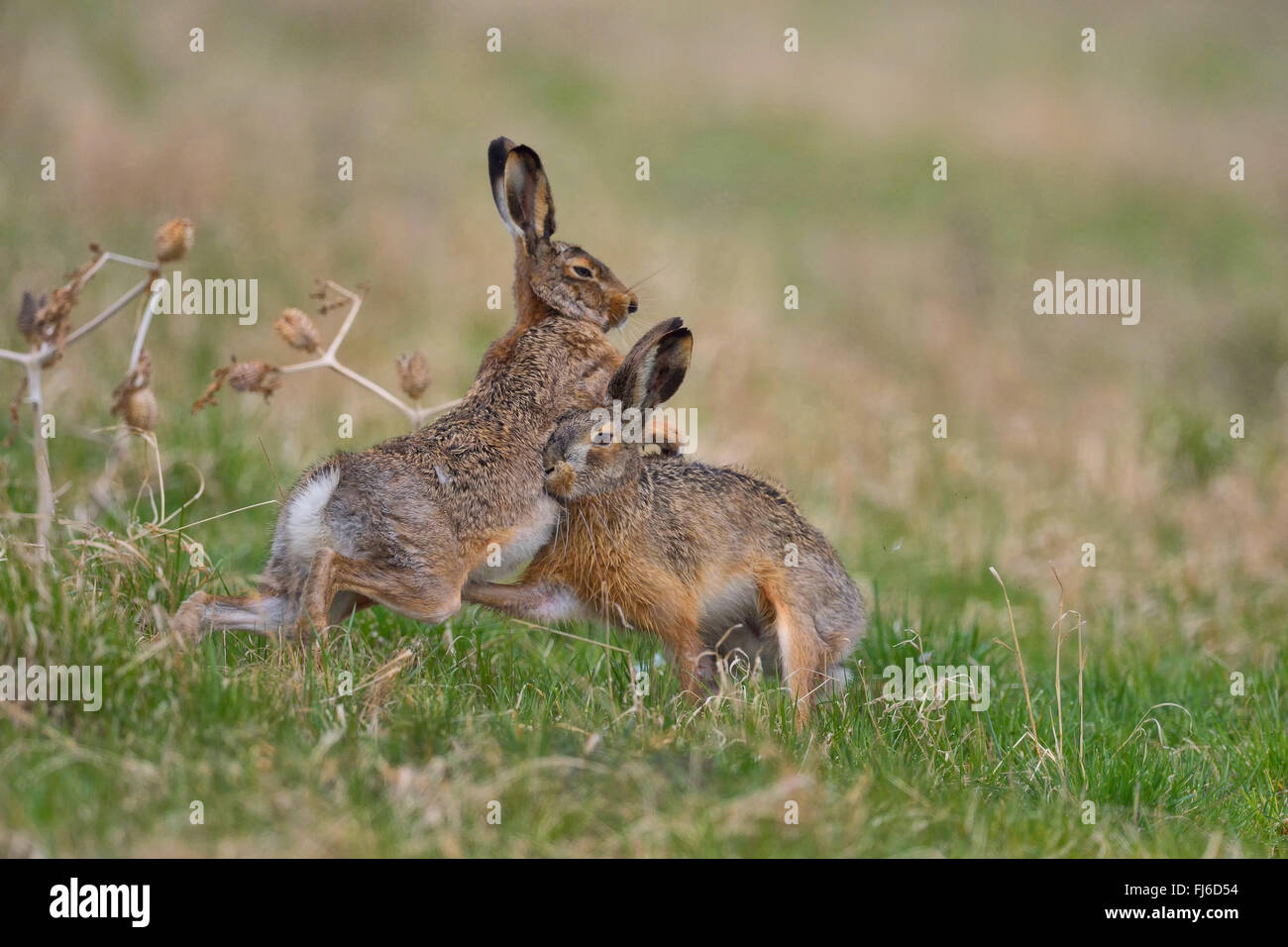 Two european hares fighting lepus hi-res stock photography and images ...