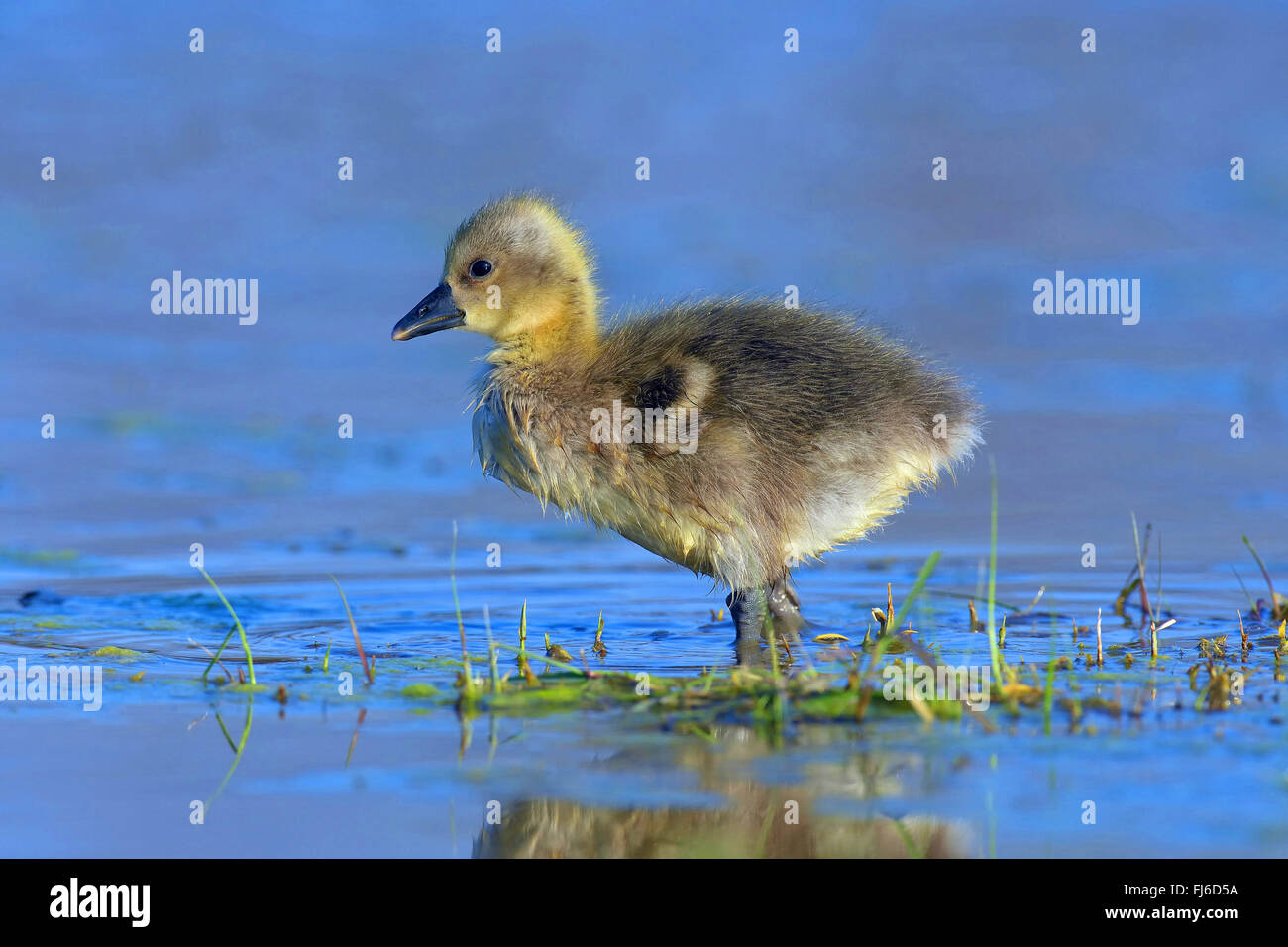 greylag goose (Anser anser), goose chick standing in a floated meadow ...