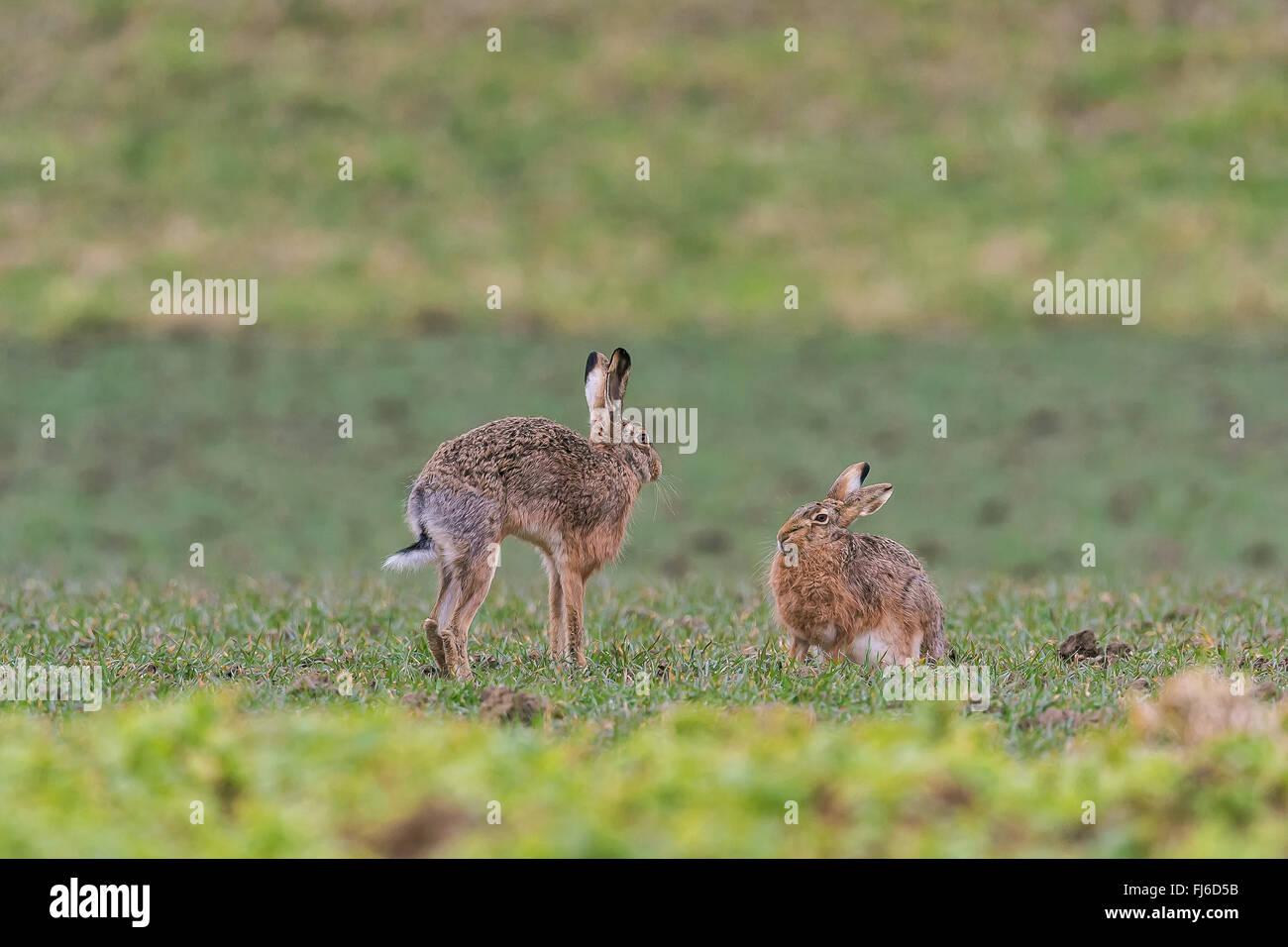 European hare, Brown hare (Lepus europaeus), two males in fight during ...