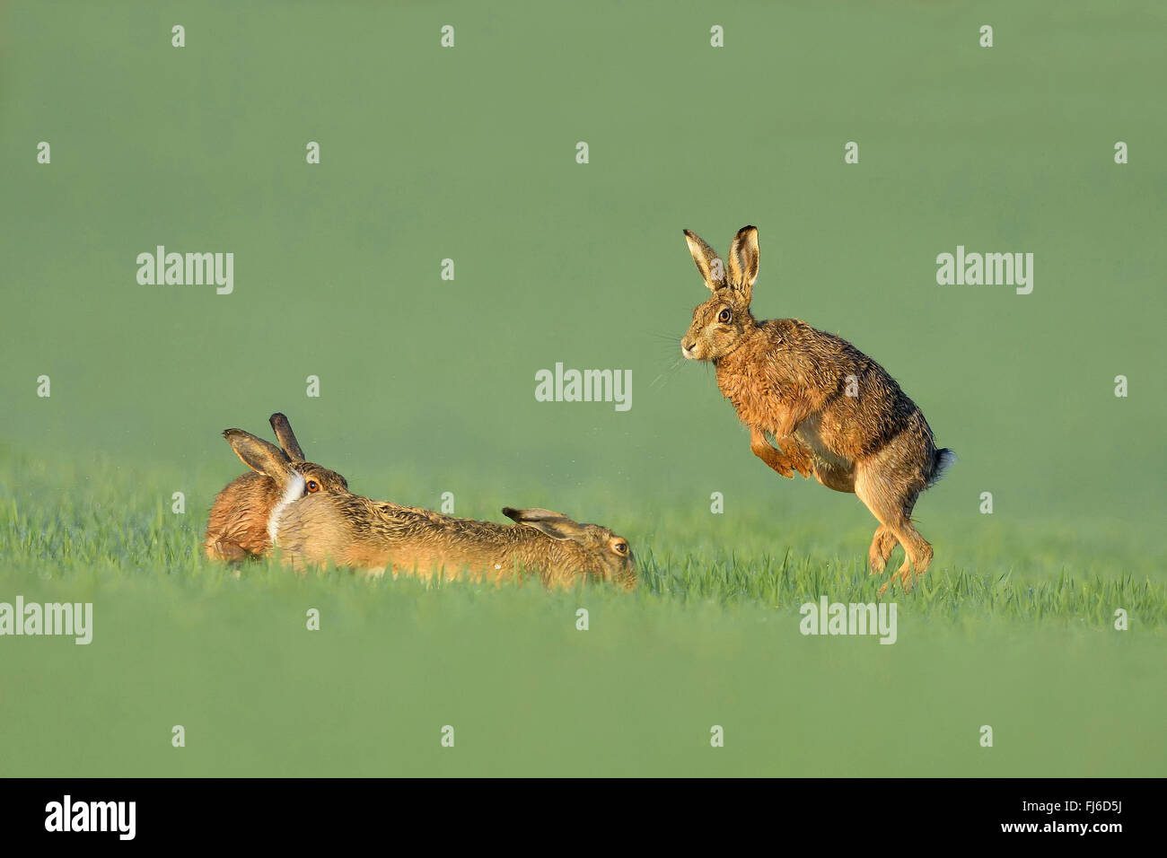 Mating postures hi-res stock photography and images - Alamy