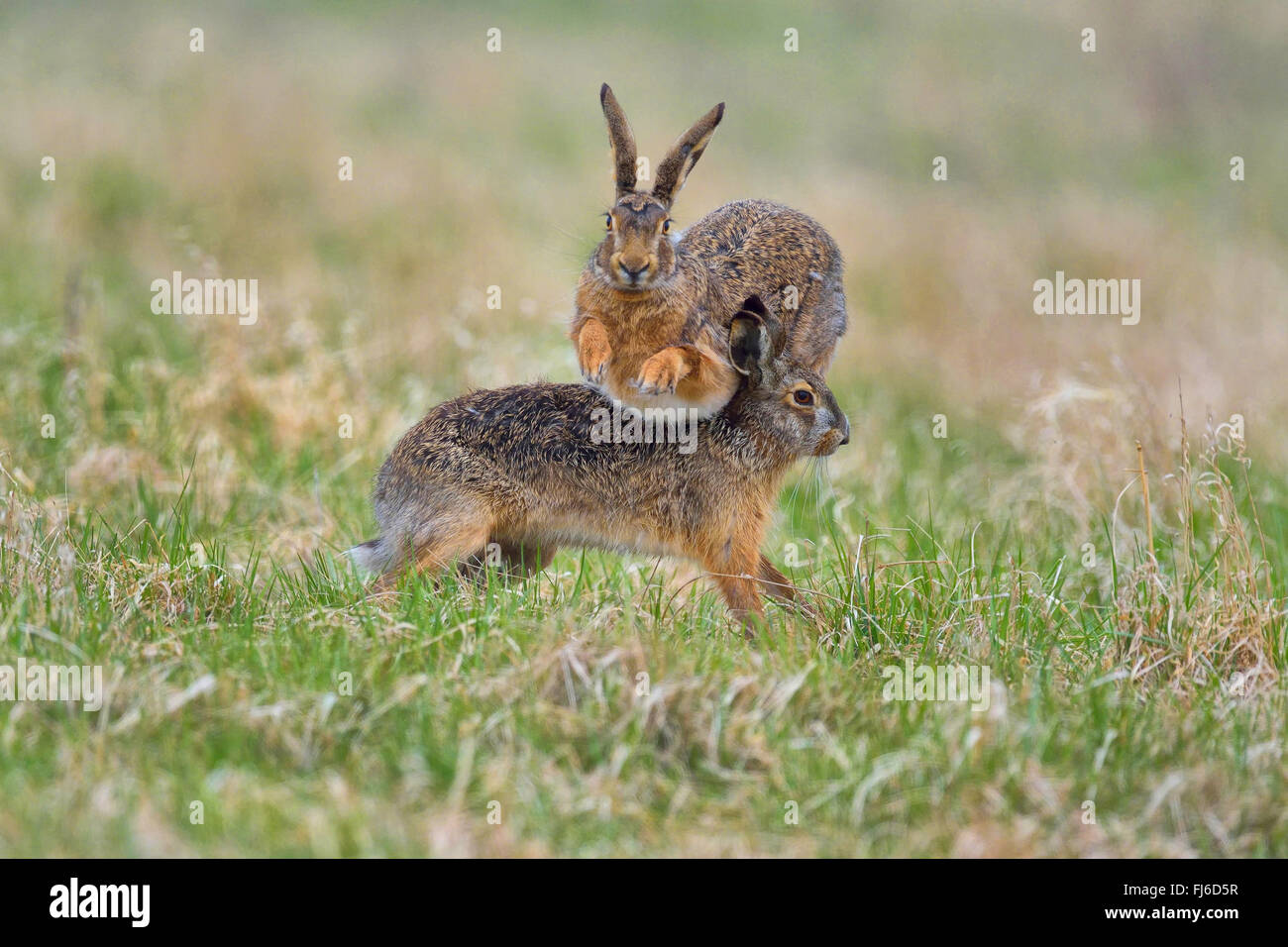 European hare, Brown hare (Lepus europaeus), two males in fight during ...