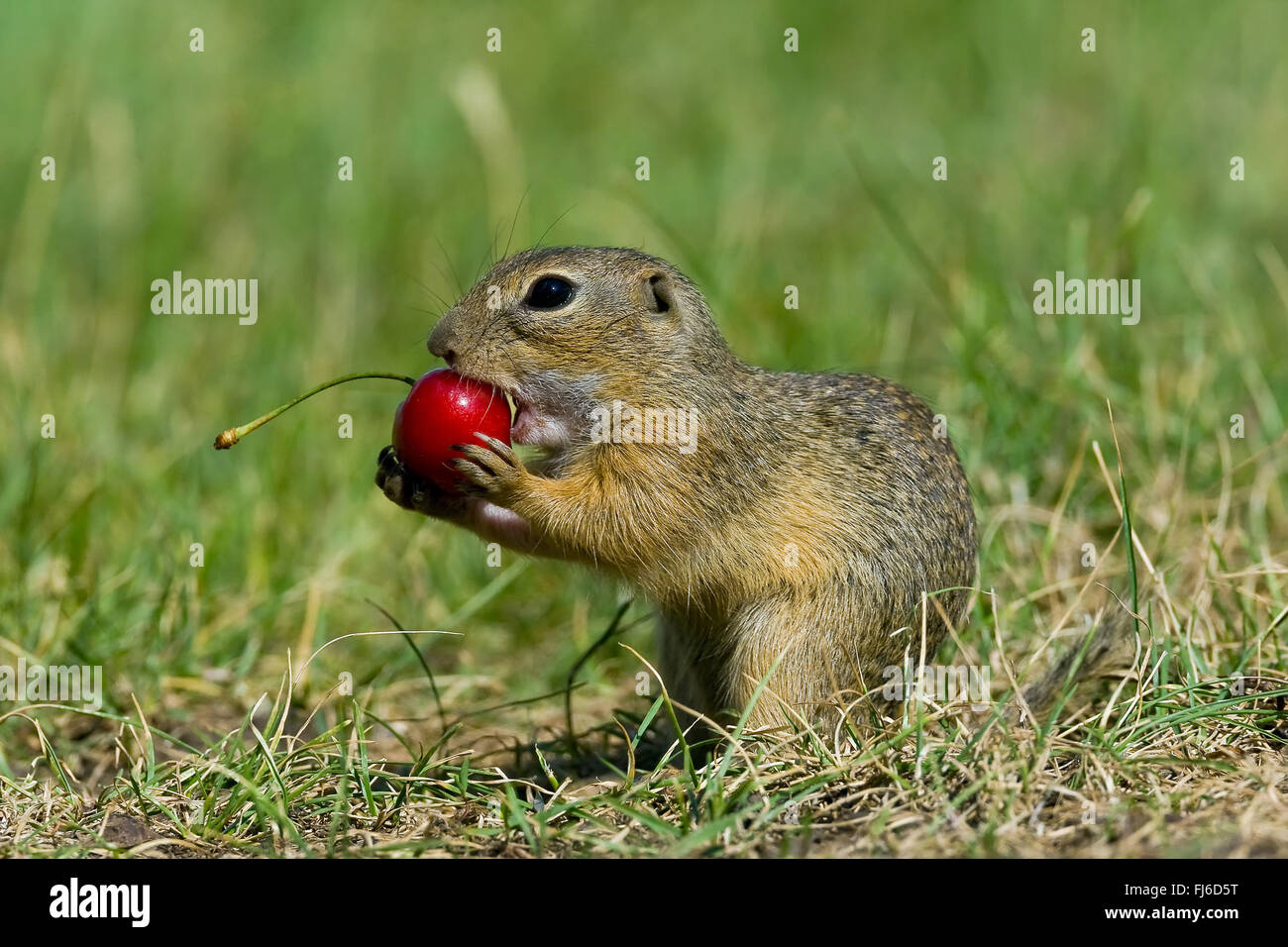 European ground squirrel, European suslik, European souslik (Citellus ...