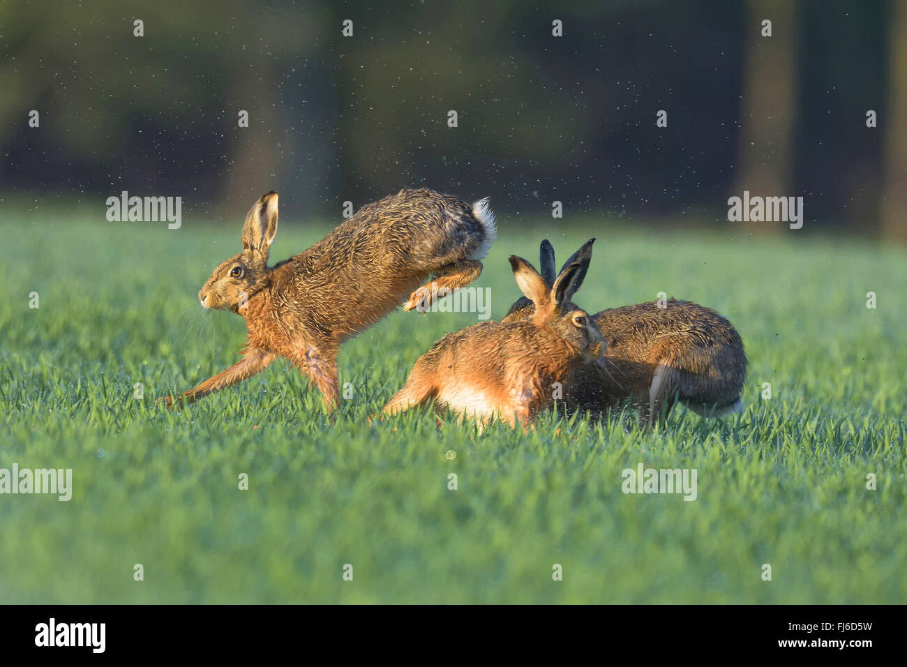 European hare, Brown hare (Lepus europaeus), males in fight during the ...