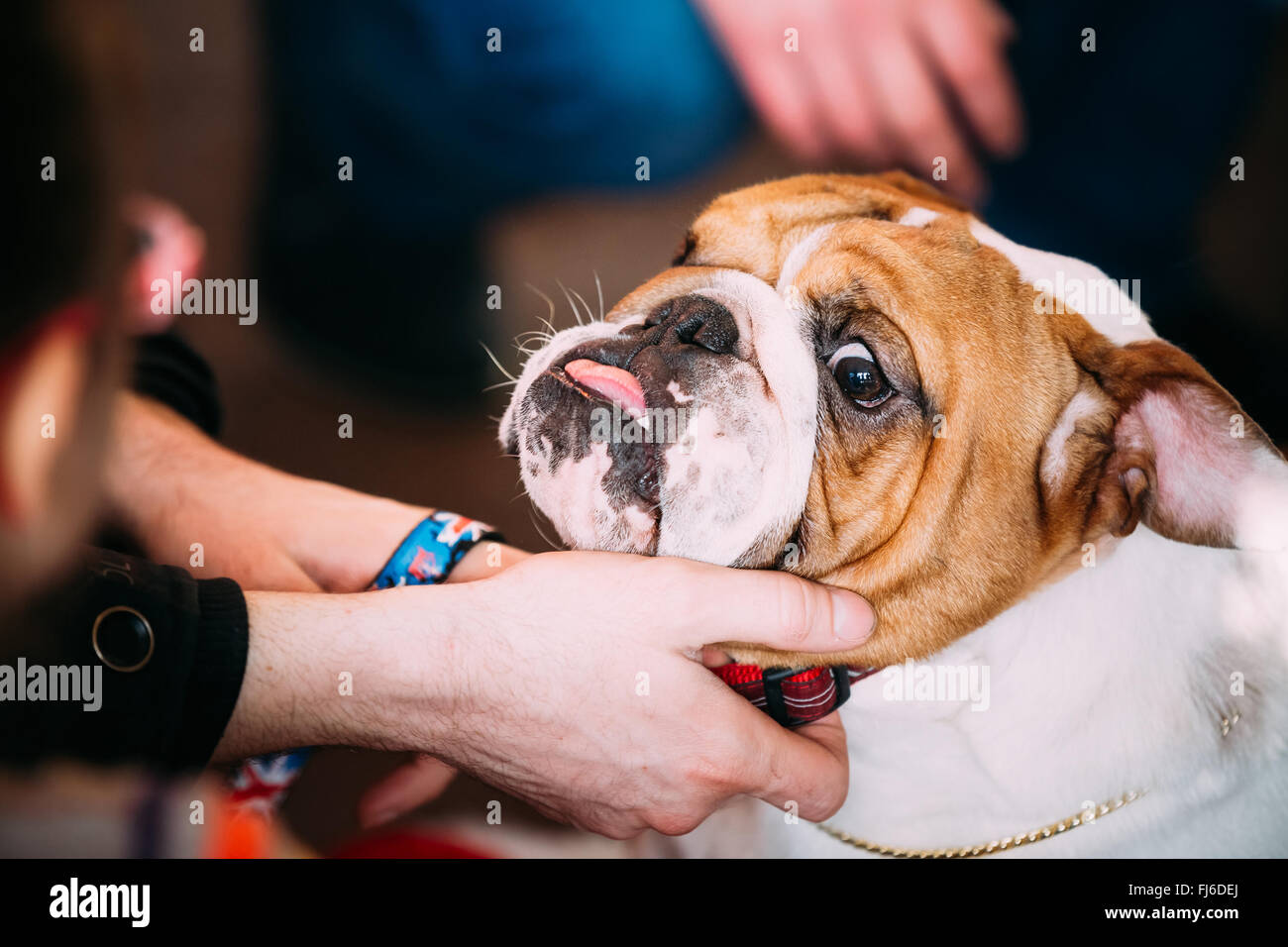 People stroking Young English Bulldog Dog. Close up Stock Photo - Alamy