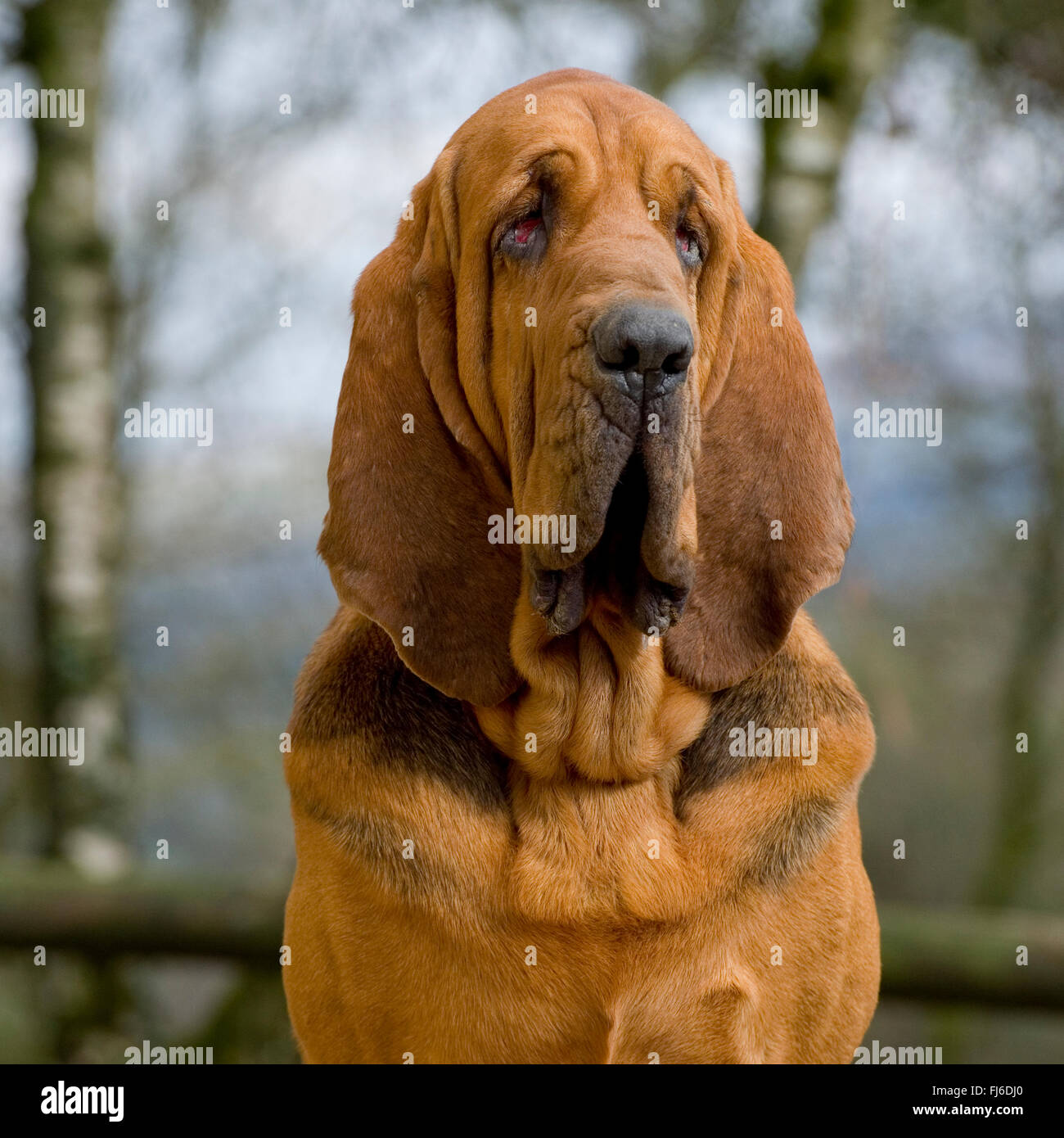 Bloodhound or saint hubert hound hi-res stock photography and images ...