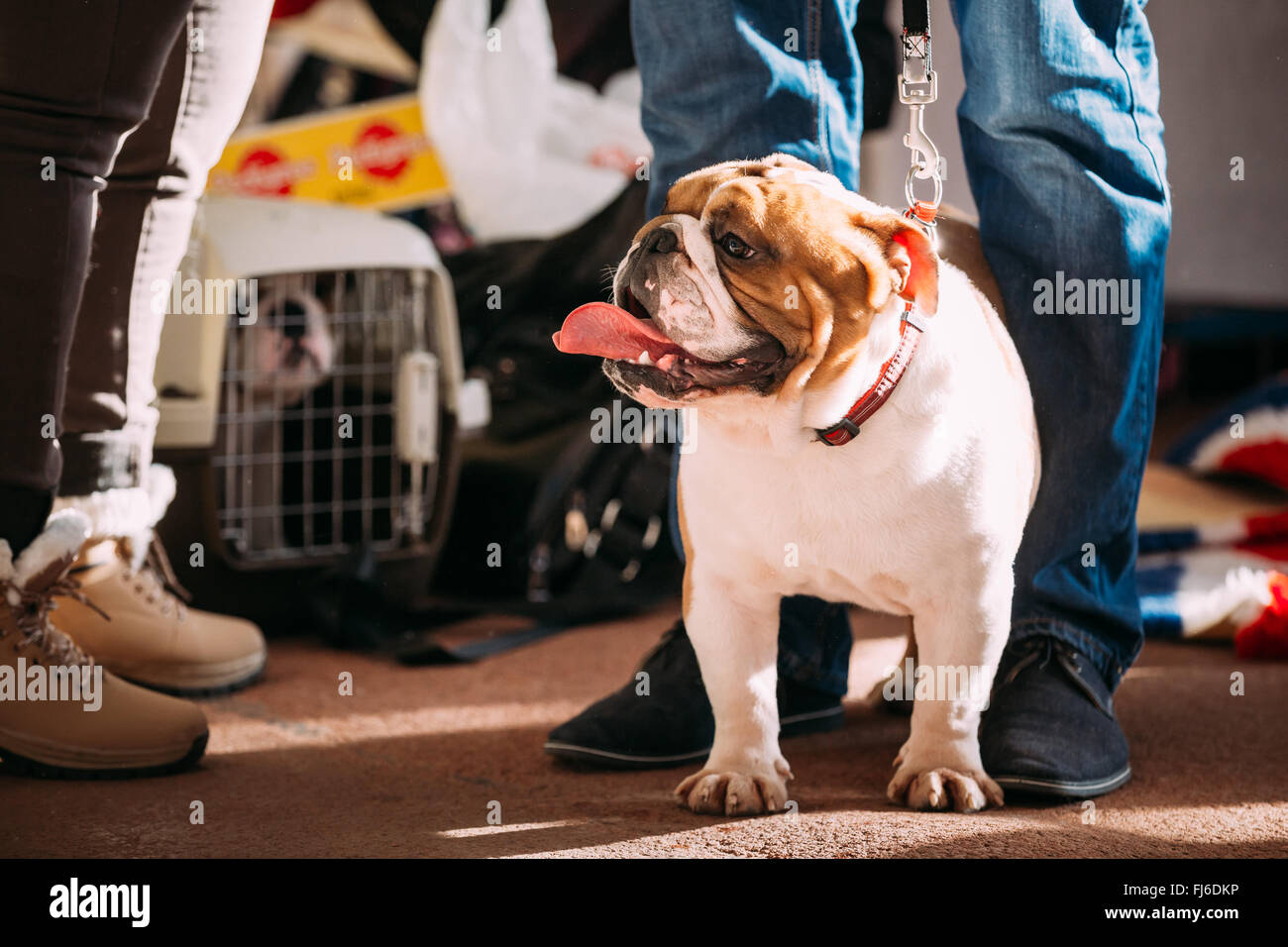English dog breeds hi-res stock photography and images - Alamy