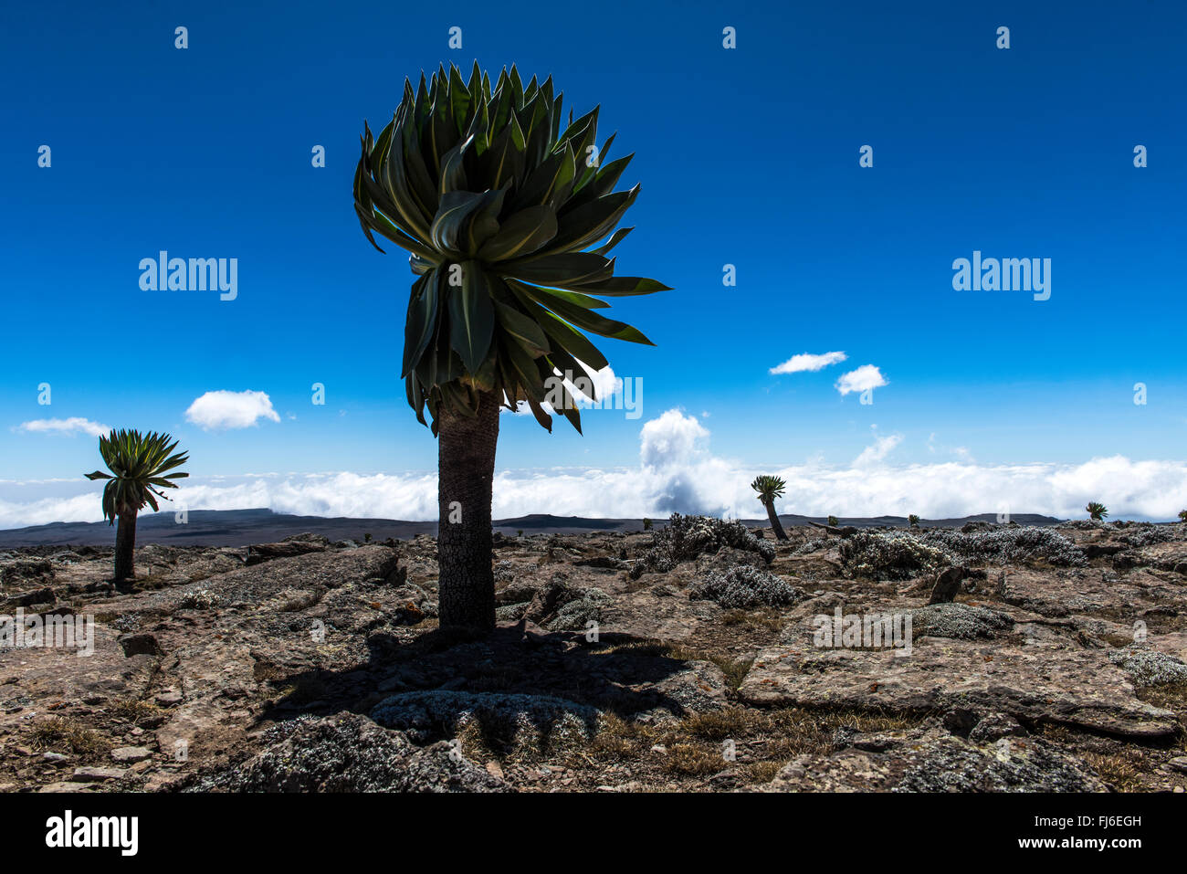 Dimtu hi-res stock photography and images - Alamy