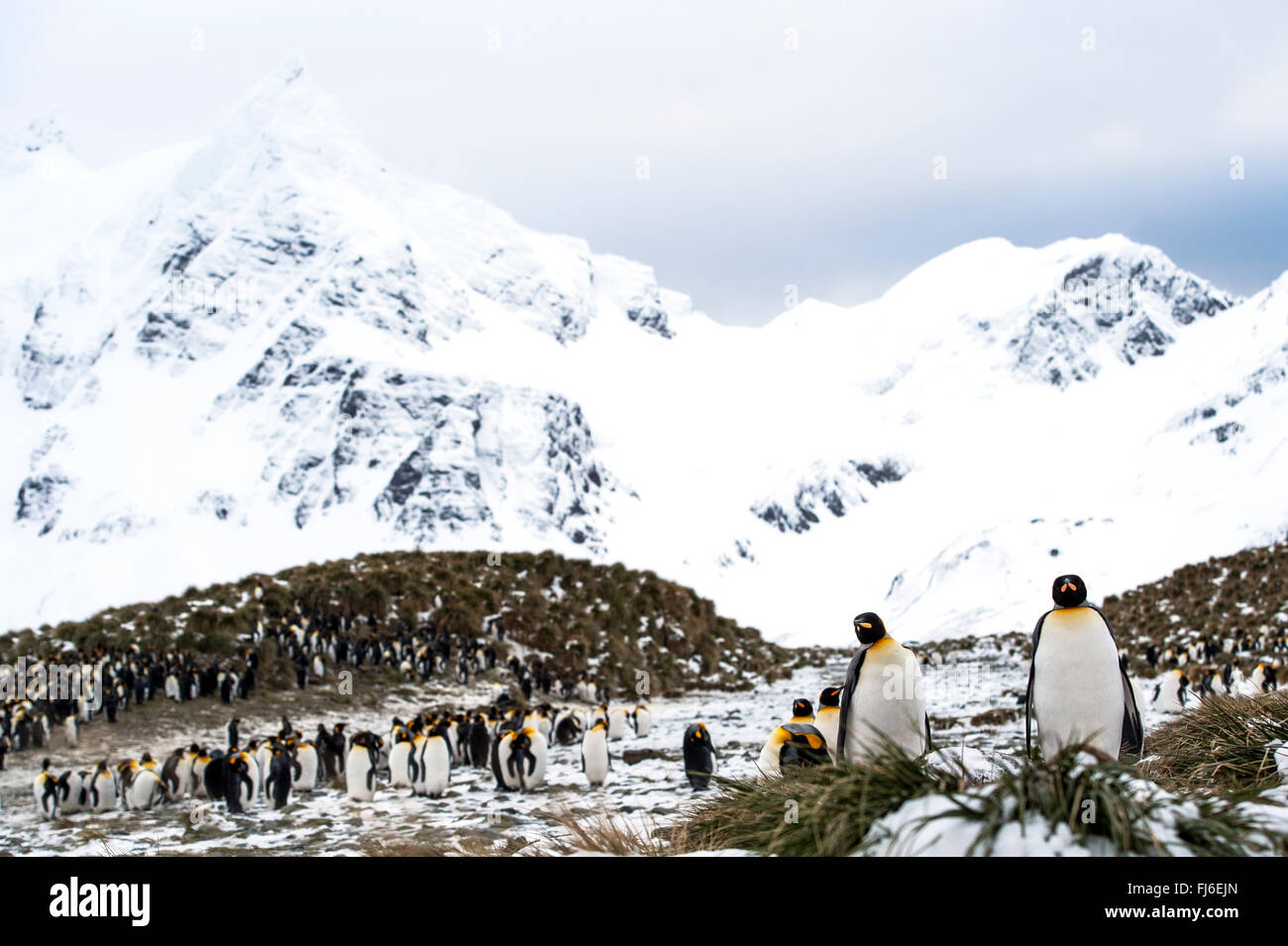 King Penguins (Aptenodytes patagonicus) on nest with snow-capped ...