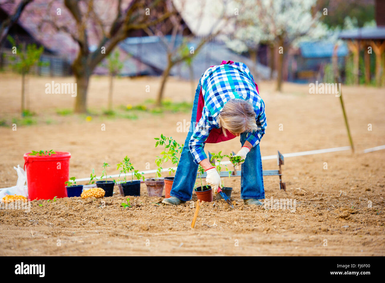 Senior woman planting seedlings into the ground in garden Stock Photo ...