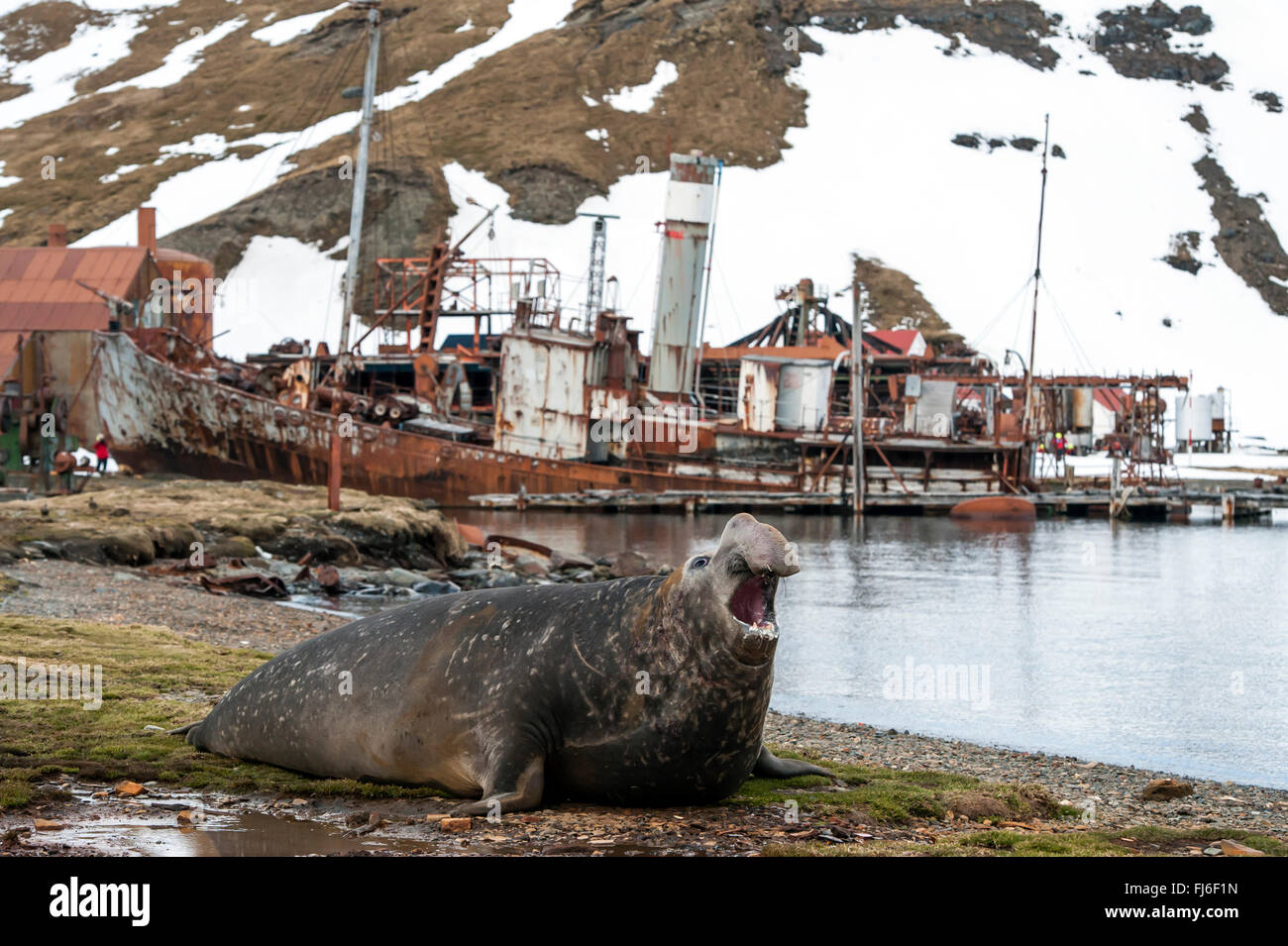 Elephant Seal (Mirounga leonina) adult male at old whaling station ...