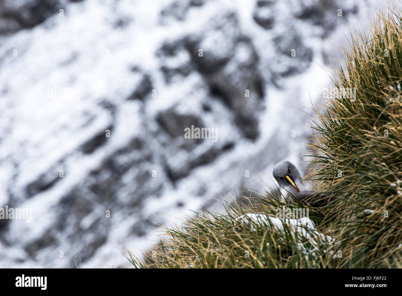 Grey-headed Albatross (Thalassarche chrysostoma) in flight Elsehul ...