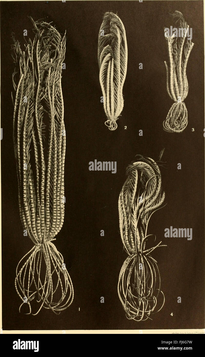 A report from the 1940 Discovery series, documenting significant ...