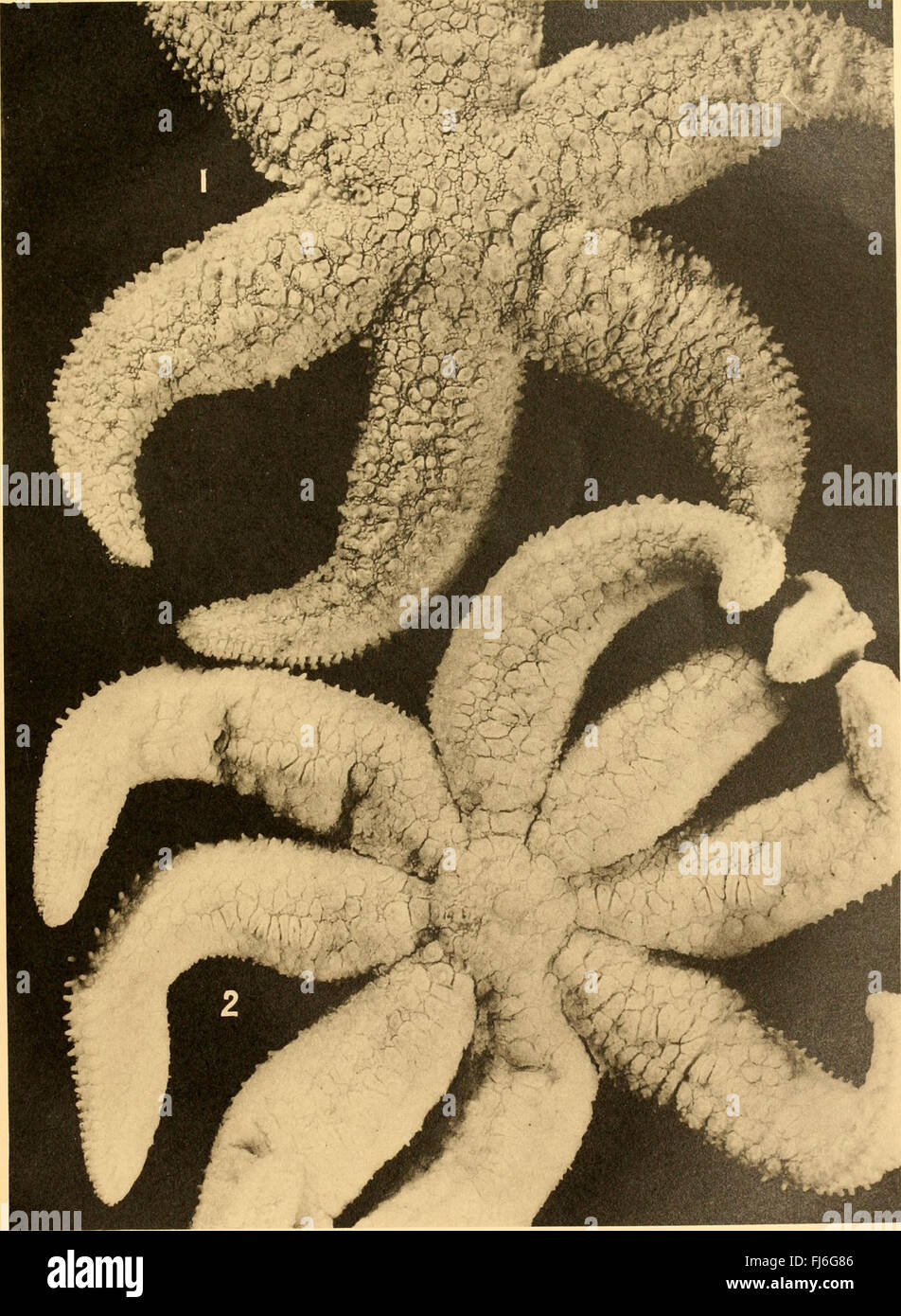 Discovery Reports (1941): Reports detailing scientific discoveries and ...