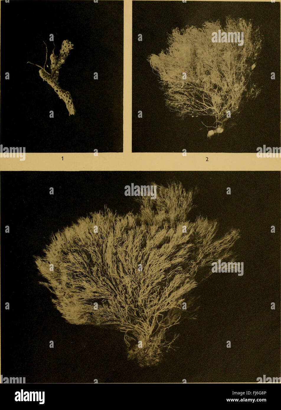 Discovery Reports (1943) - Scientific Findings from Expeditions Stock ...
