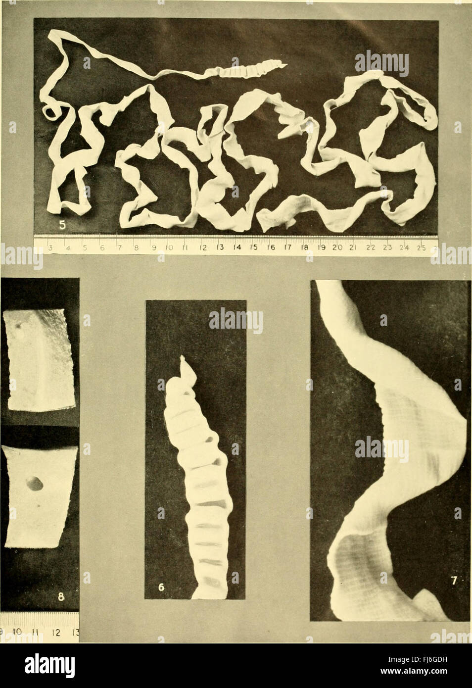 A series of discovery reports from 1956, highlighting new scientific ...
