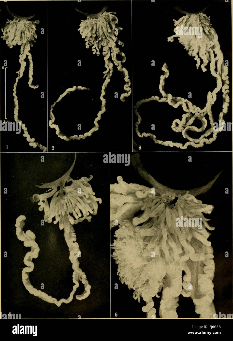 Discovery Reports, 1962, Scientific Reports, Research findings ...