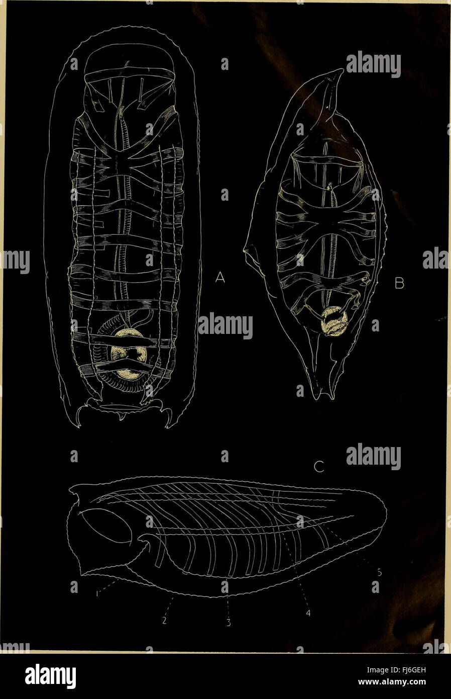 A scientific report from 1964 documenting new biological discoveries ...