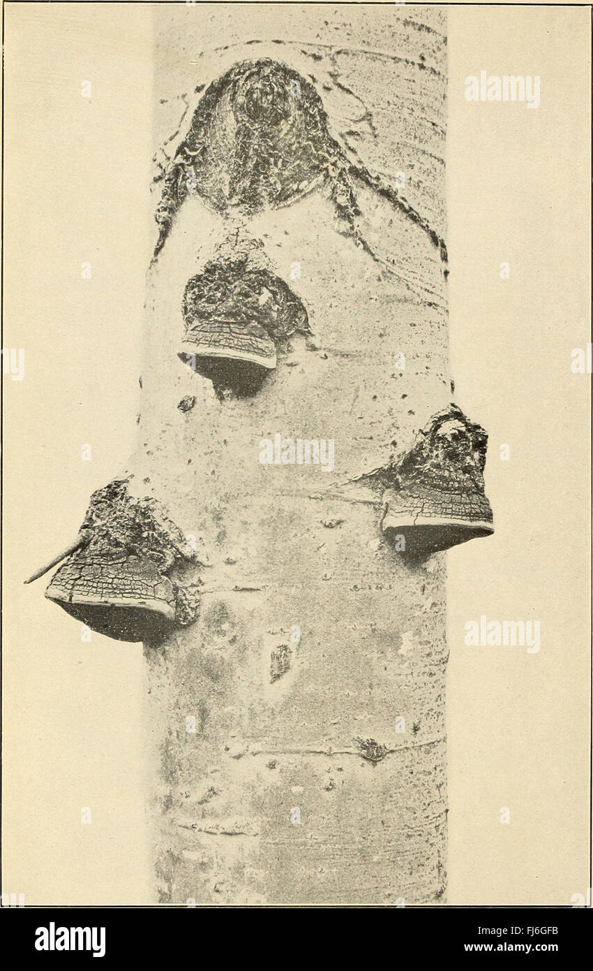 A 1909 study on diseases affecting deciduous forest trees, examining ...