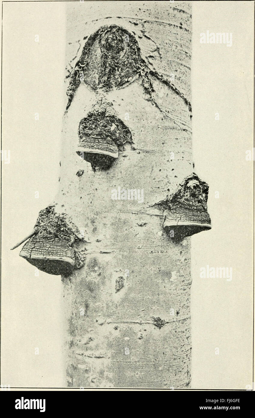 Diseases of Deciduous Forest Trees (1909) - A Study on Tree Health and ...