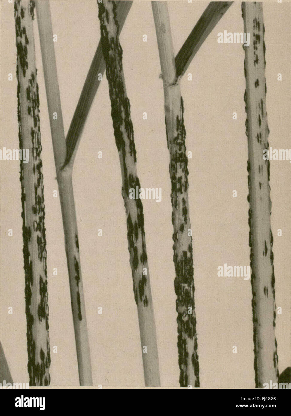 Diseases of field crops in the Prairie Provinces (1957): A study of ...