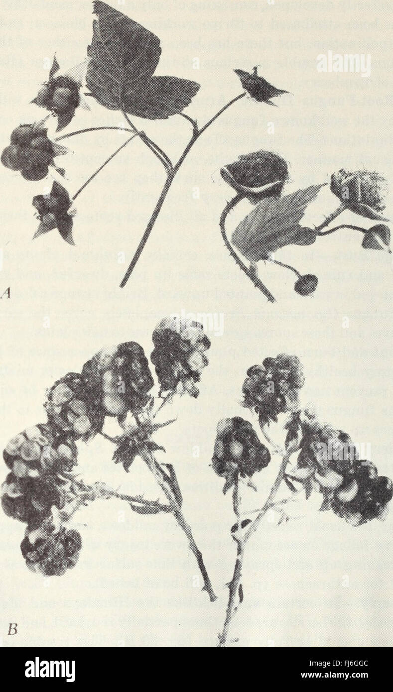 A comprehensive guide to the diseases affecting fruits and nuts ...