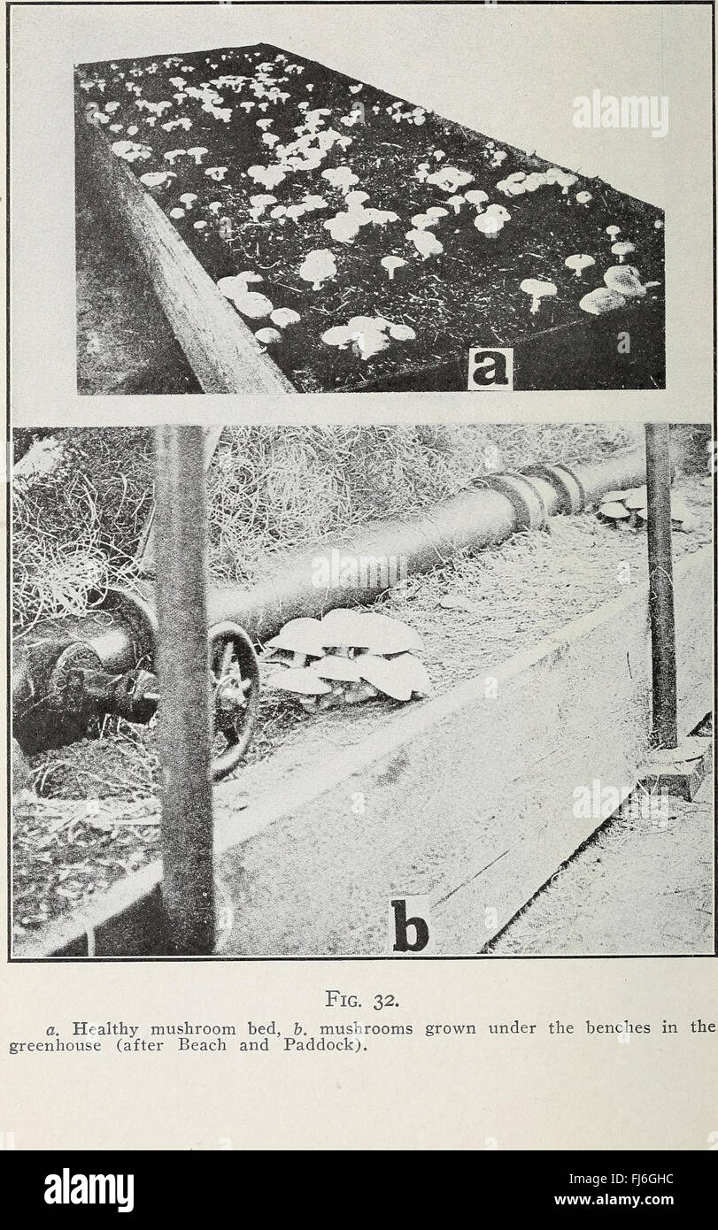 A guide to the diseases affecting greenhouse crops and methods of ...