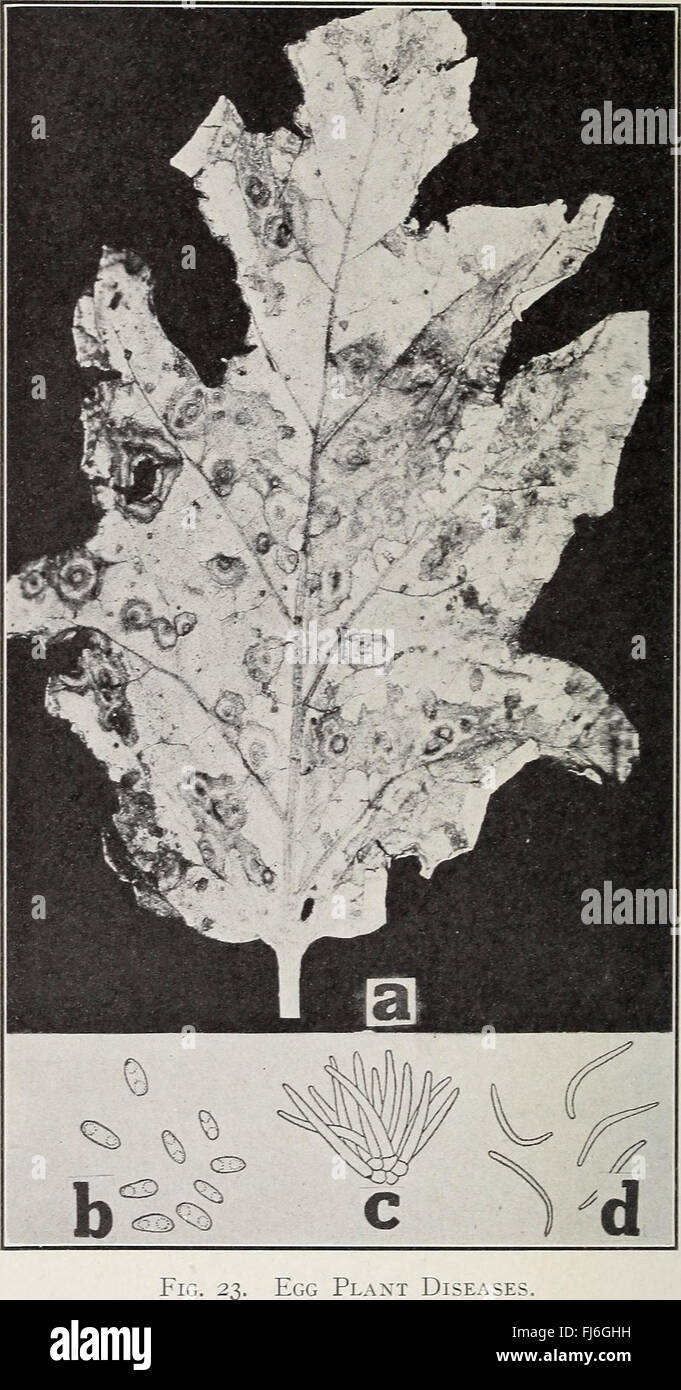 A comprehensive guide to the diseases affecting greenhouse crops in ...