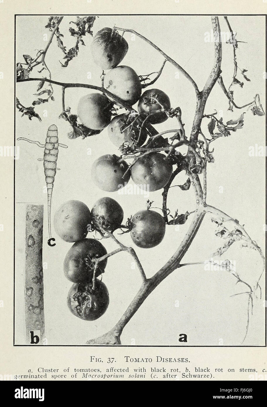 Diseases of Greenhouse Crops and Their Control (1920 Stock Photo - Alamy