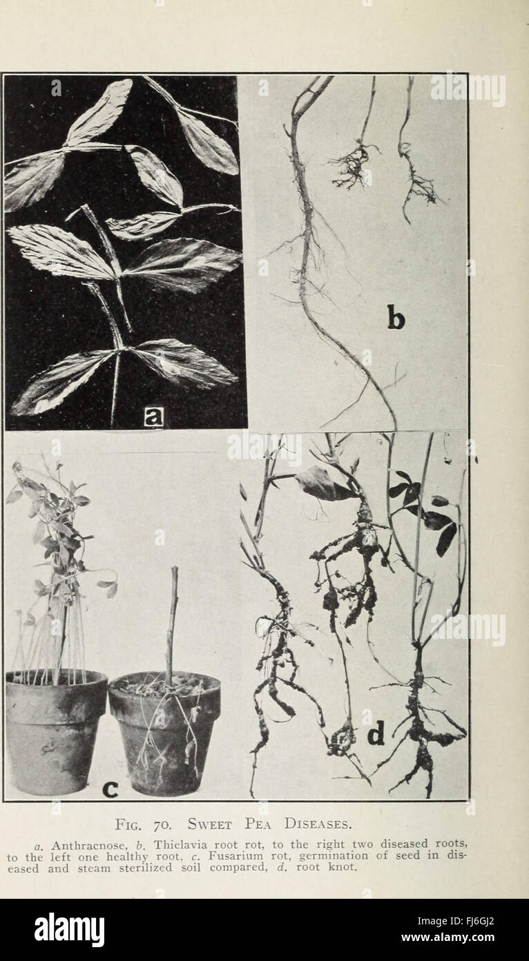Diseases of greenhouse crops and their control (1920), Agricultural ...